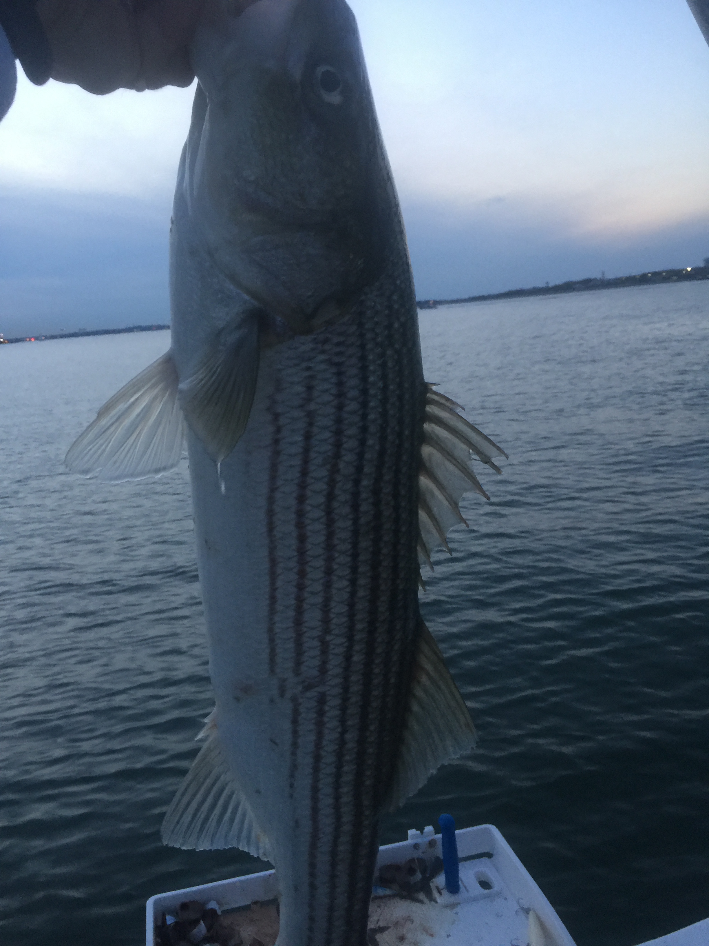 IMG_6597 – Fly Fishing Boston | Fly Fishing Charter Cape Cod and Boston