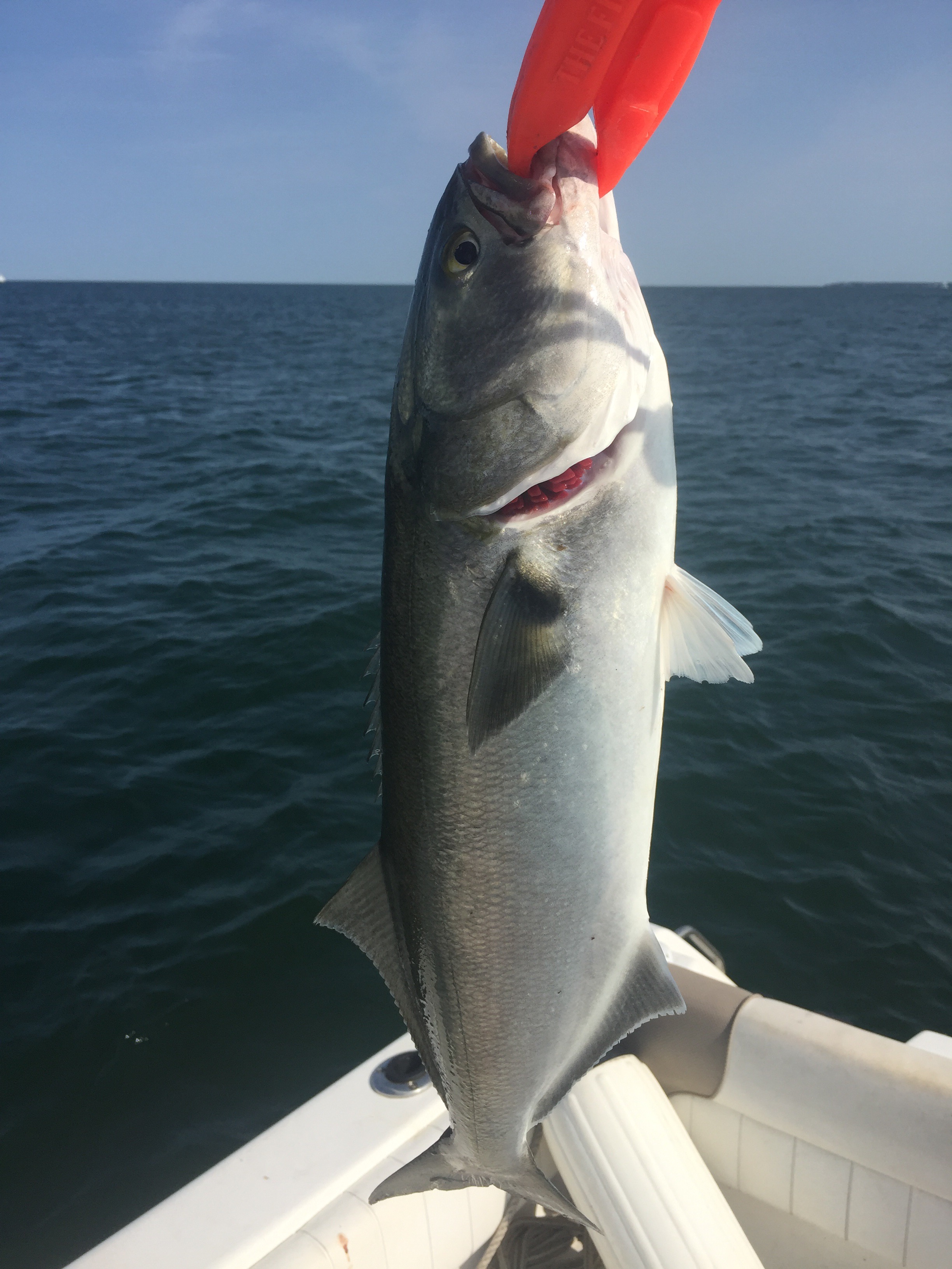 Cape Cod Small Bluefish – Fly Fishing Boston | Fly Fishing Charter Cape ...