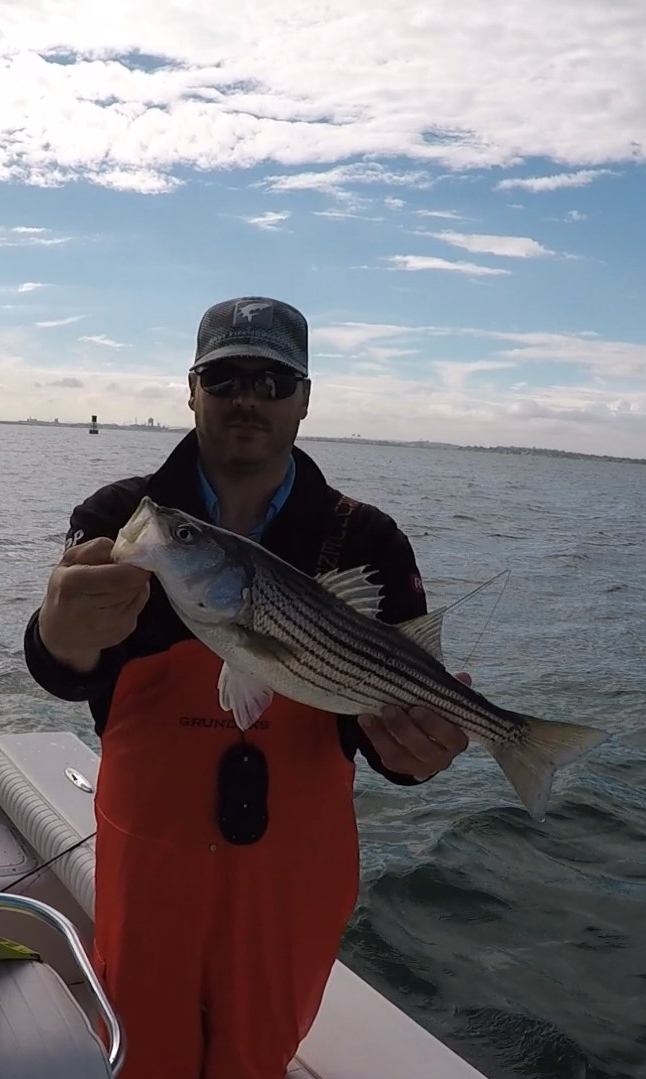 Schoolies on the fly – Fly Fishing Boston | Fly Fishing Charter Cape ...